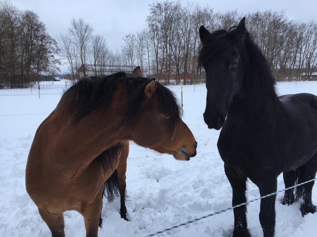 Mein Hobby: Reiten | Der JWR-Blog